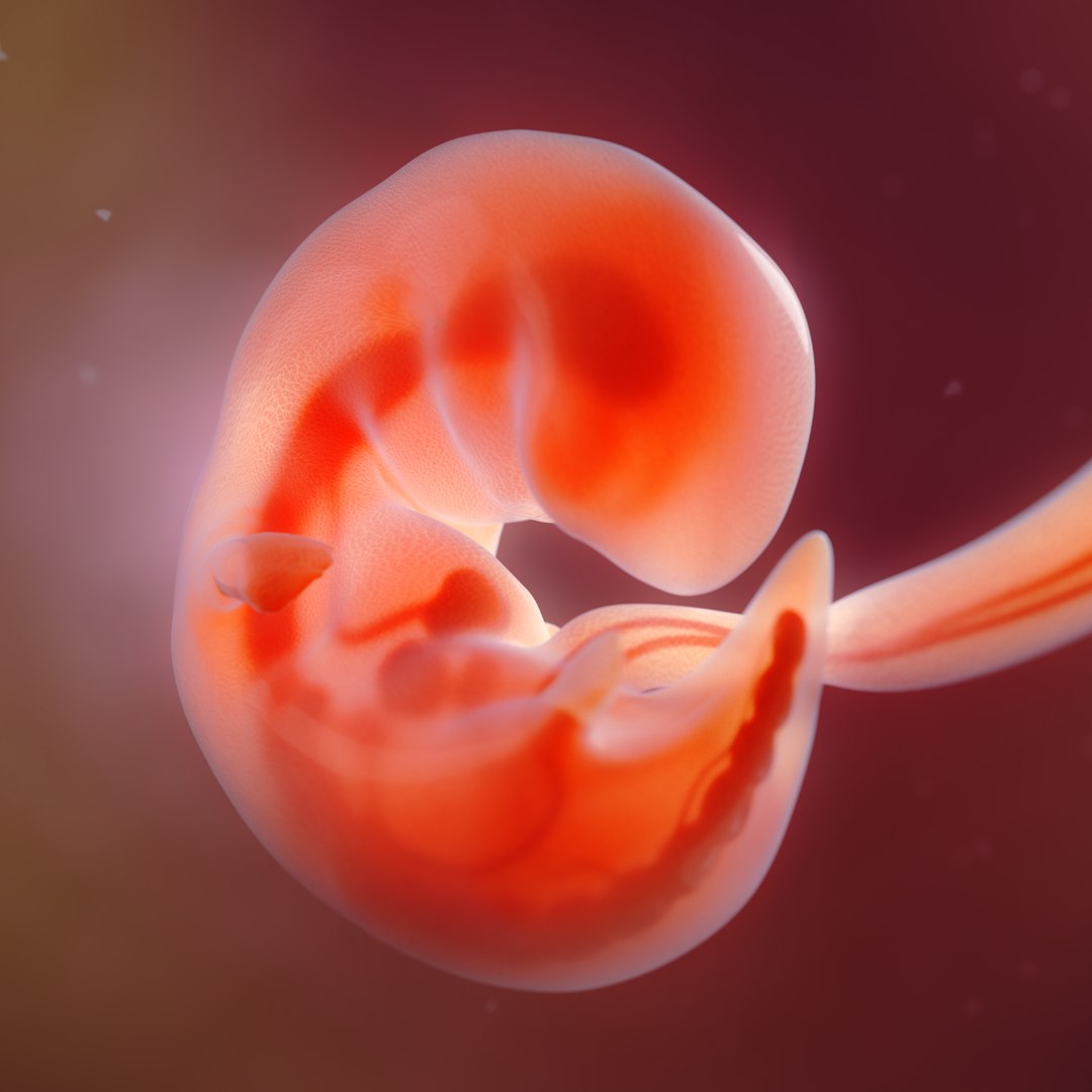 Human Embryo Development Animation 3D Model - TurboSquid 1872991