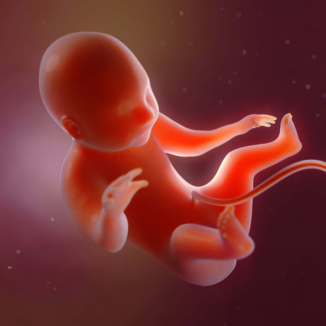 Human Embryo Development Animation 3D Model - TurboSquid 1872991