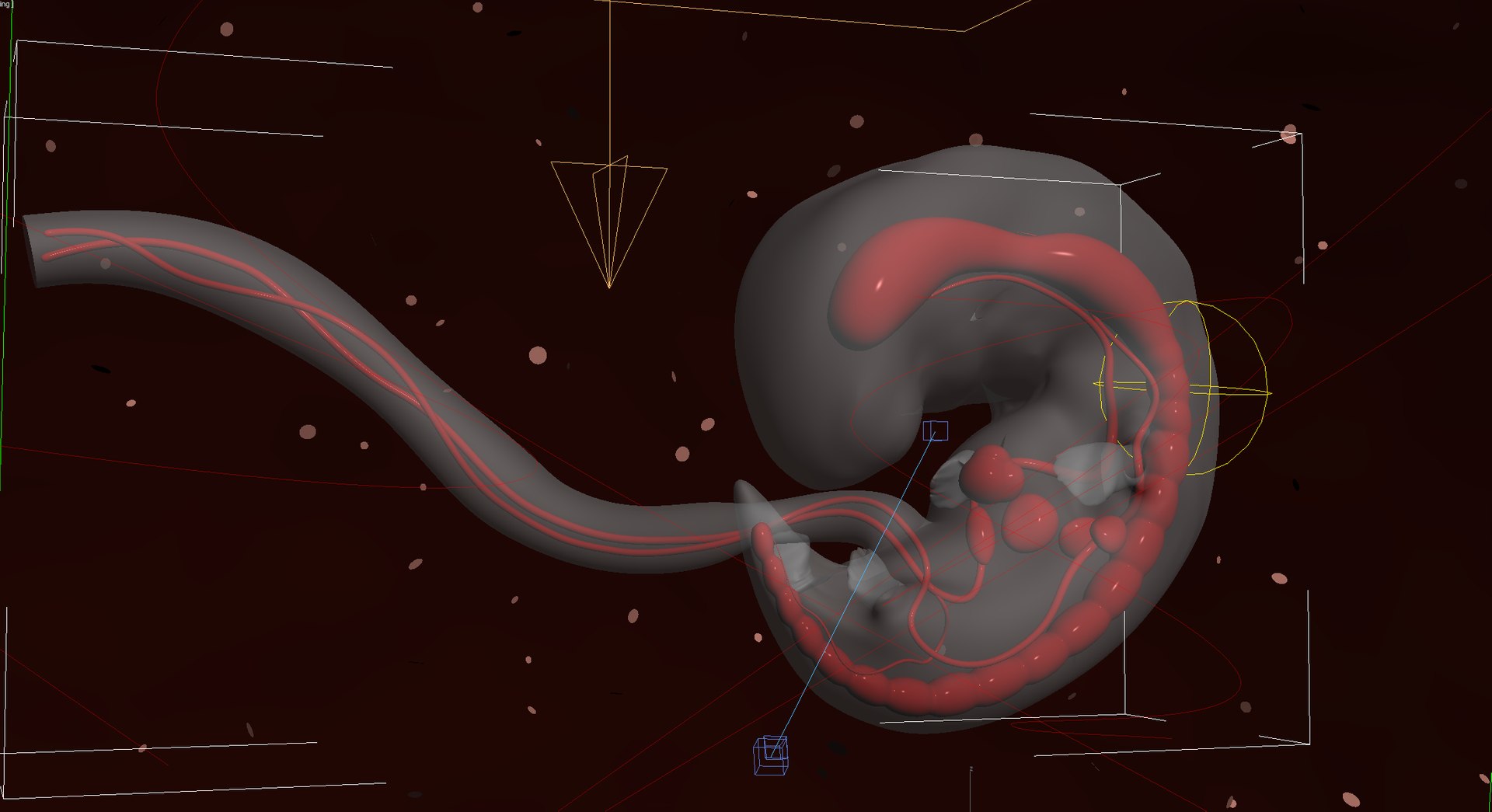 Human Embryo Development Animation 3D Model - TurboSquid 1872991