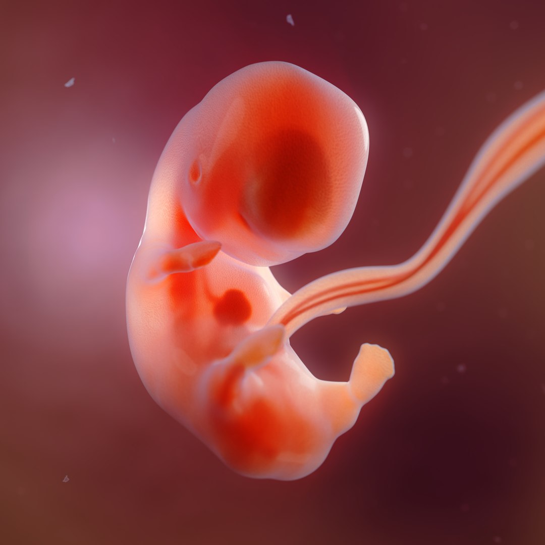 Human Embryo Development Animation 3D Model - TurboSquid 1872991