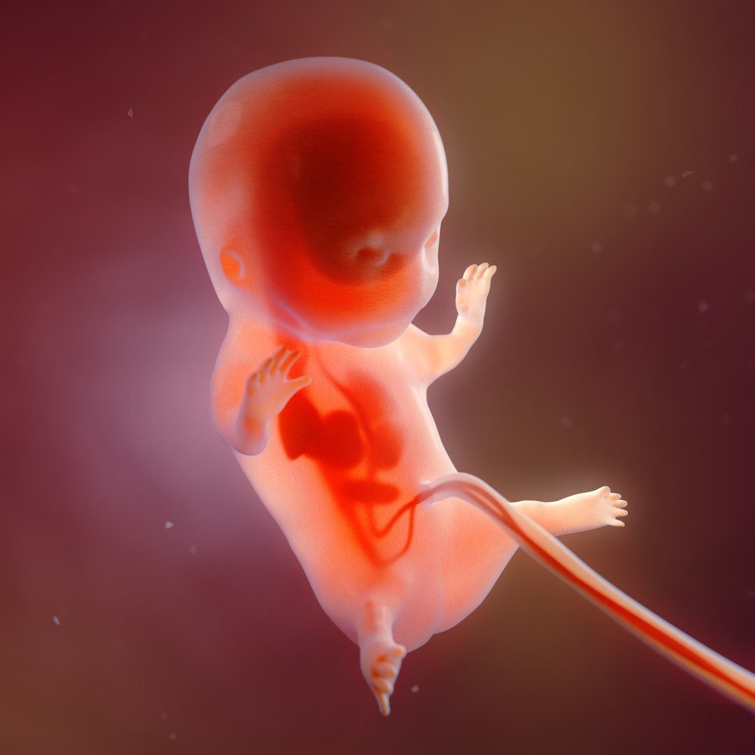 Human Embryo Development Animation 3D Model - TurboSquid 1872991