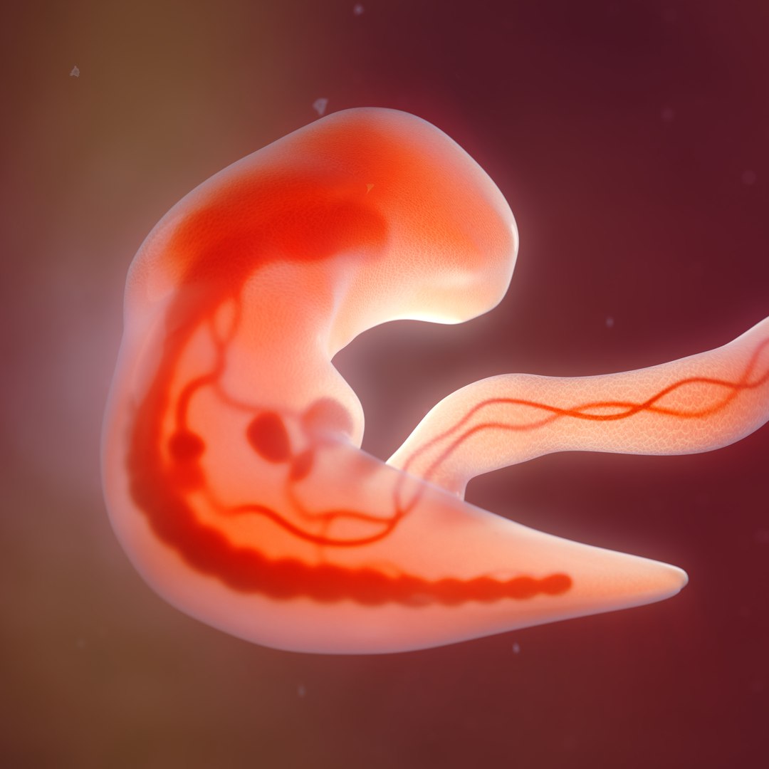 Human Embryo Development Animation 3D Model - TurboSquid 1872991