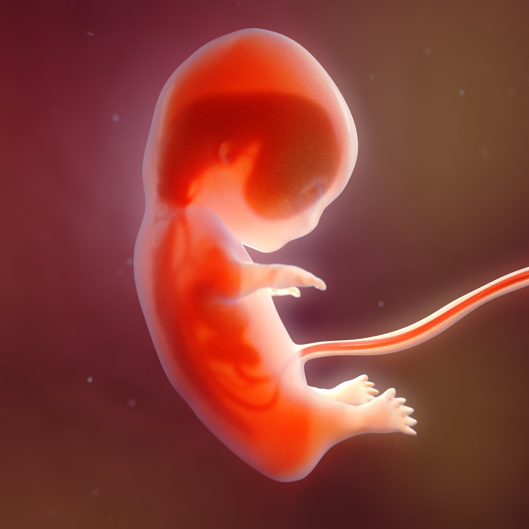 Human Embryo Development Animation 3D Model - TurboSquid 1872991