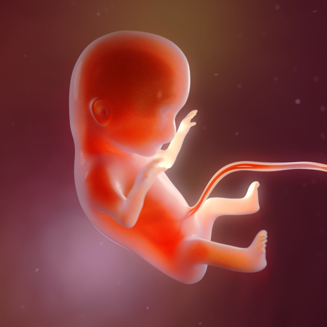 Human Embryo Development Animation 3D Model - TurboSquid 1872991