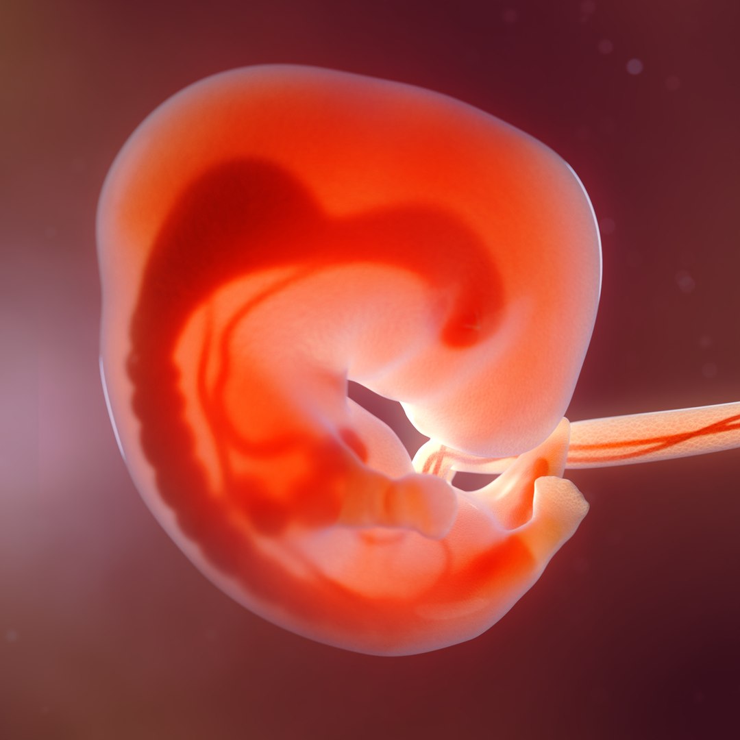 Human Embryo Development Animation 3D Model - TurboSquid 1872991