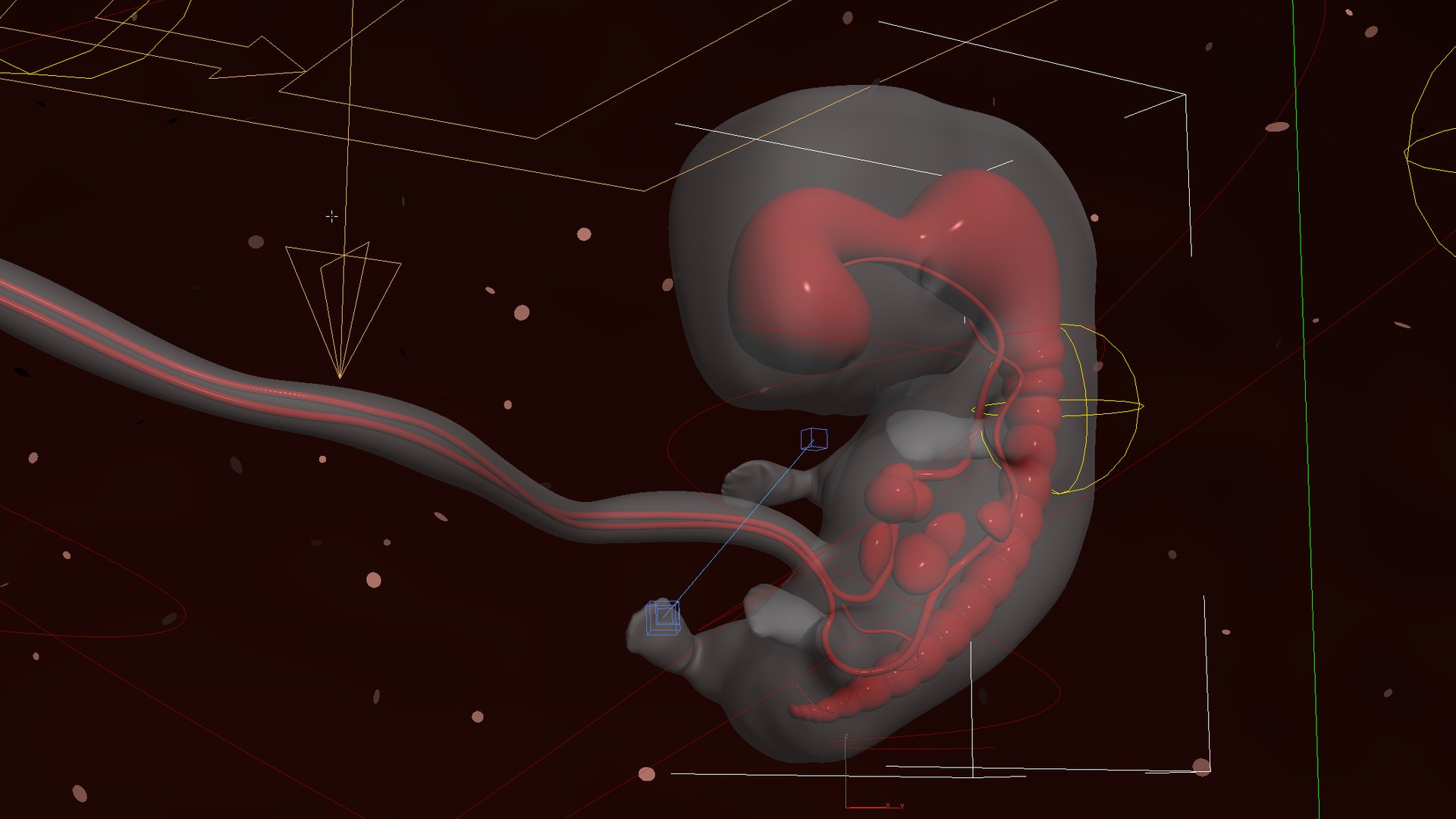Human Embryo Development Animation 3D Model - TurboSquid 1872991