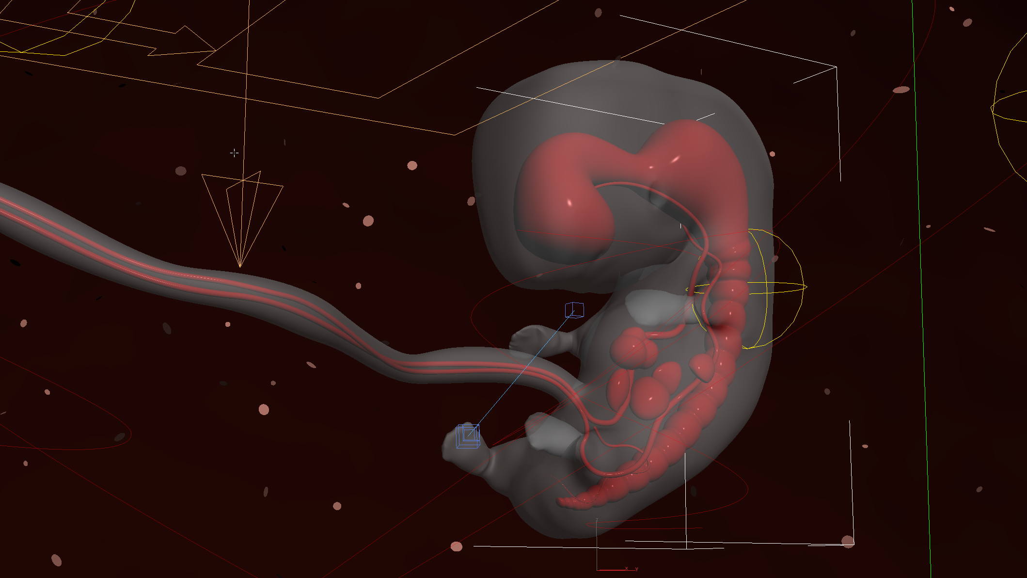Human embryo development animation 3D model - TurboSquid 1872991