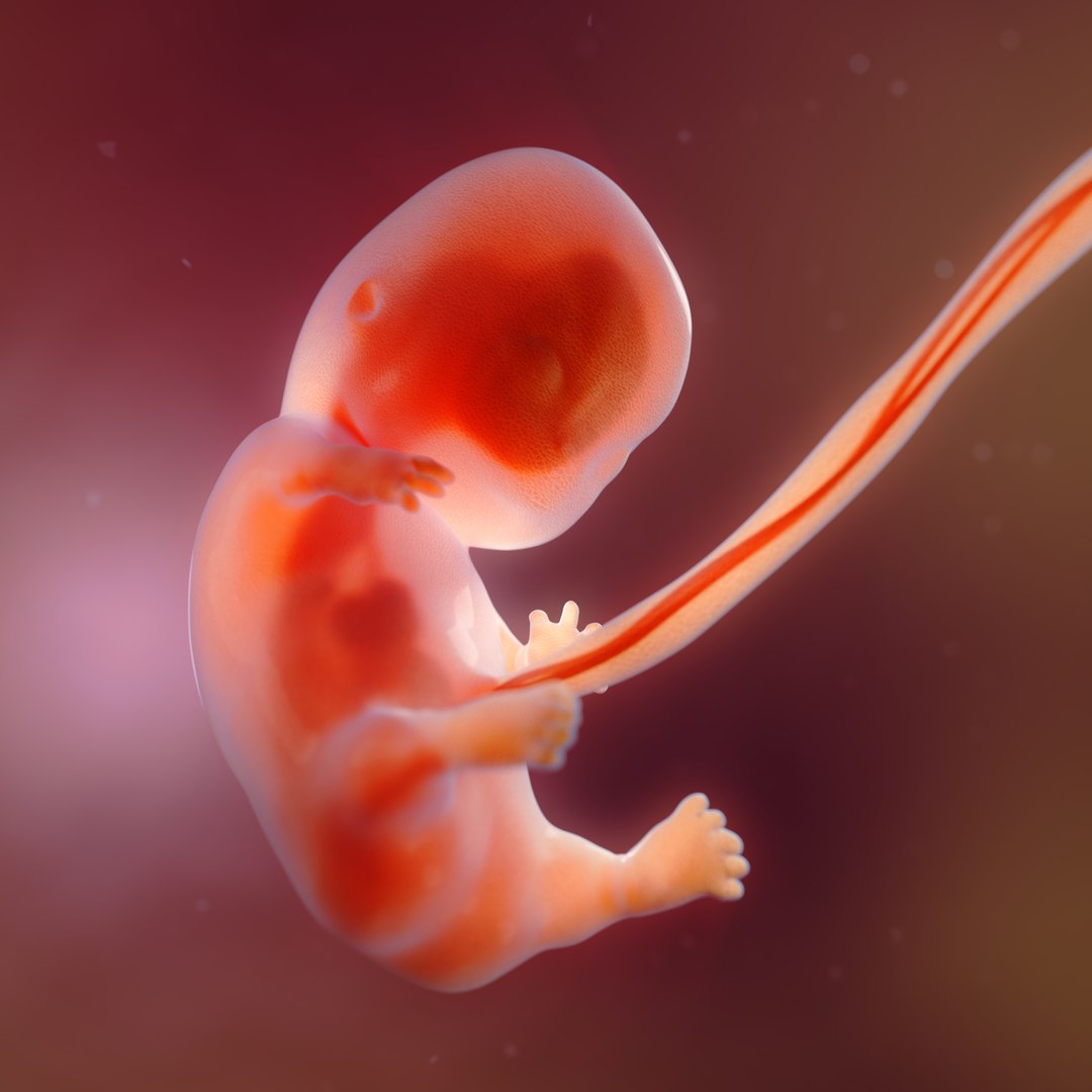 Human Embryo Development Animation 3D Model - TurboSquid 1872991