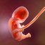 Human embryo development animation 3D model - TurboSquid 1872991