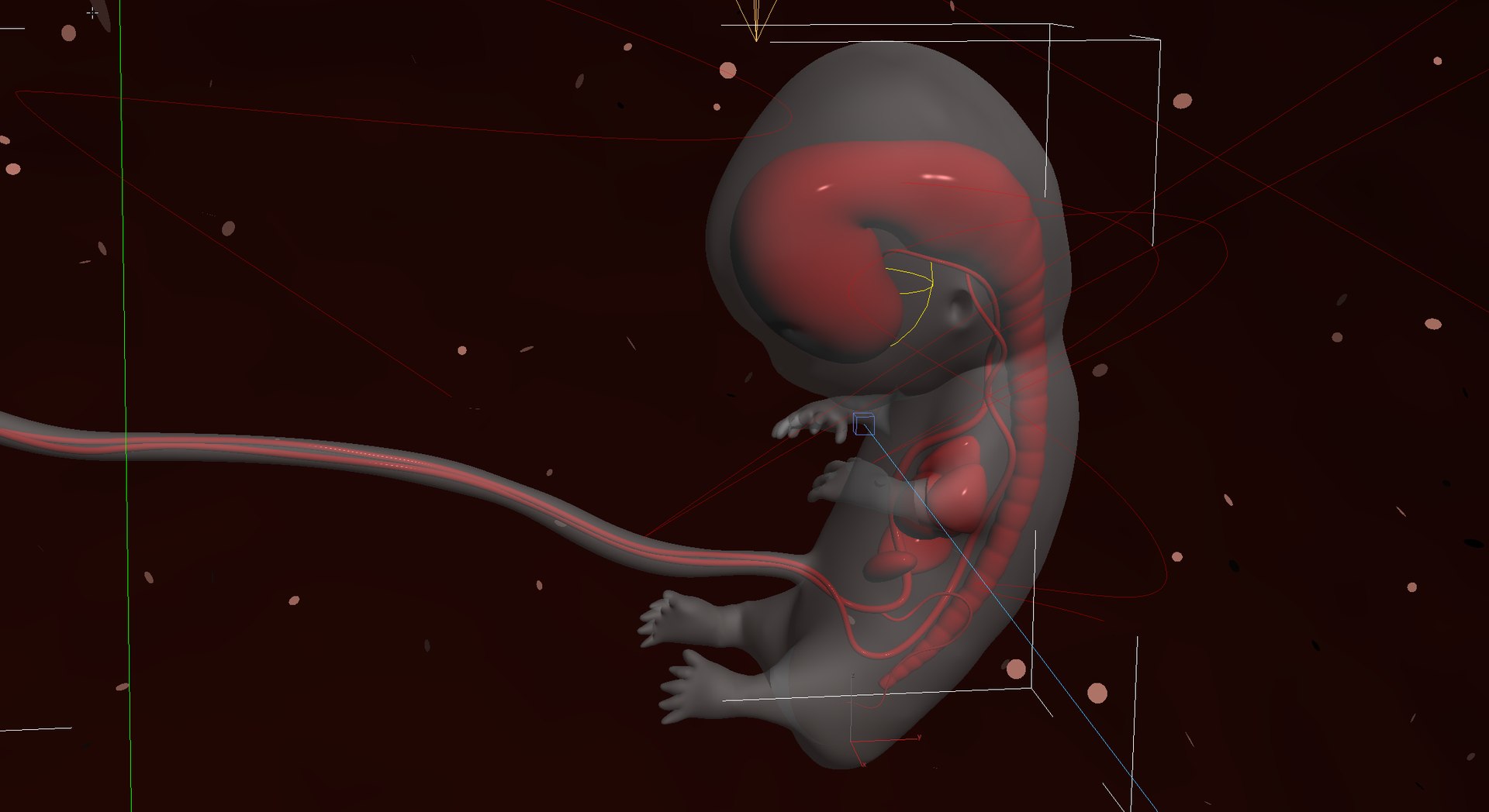 Human Embryo Development Animation 3D Model - TurboSquid 1872991