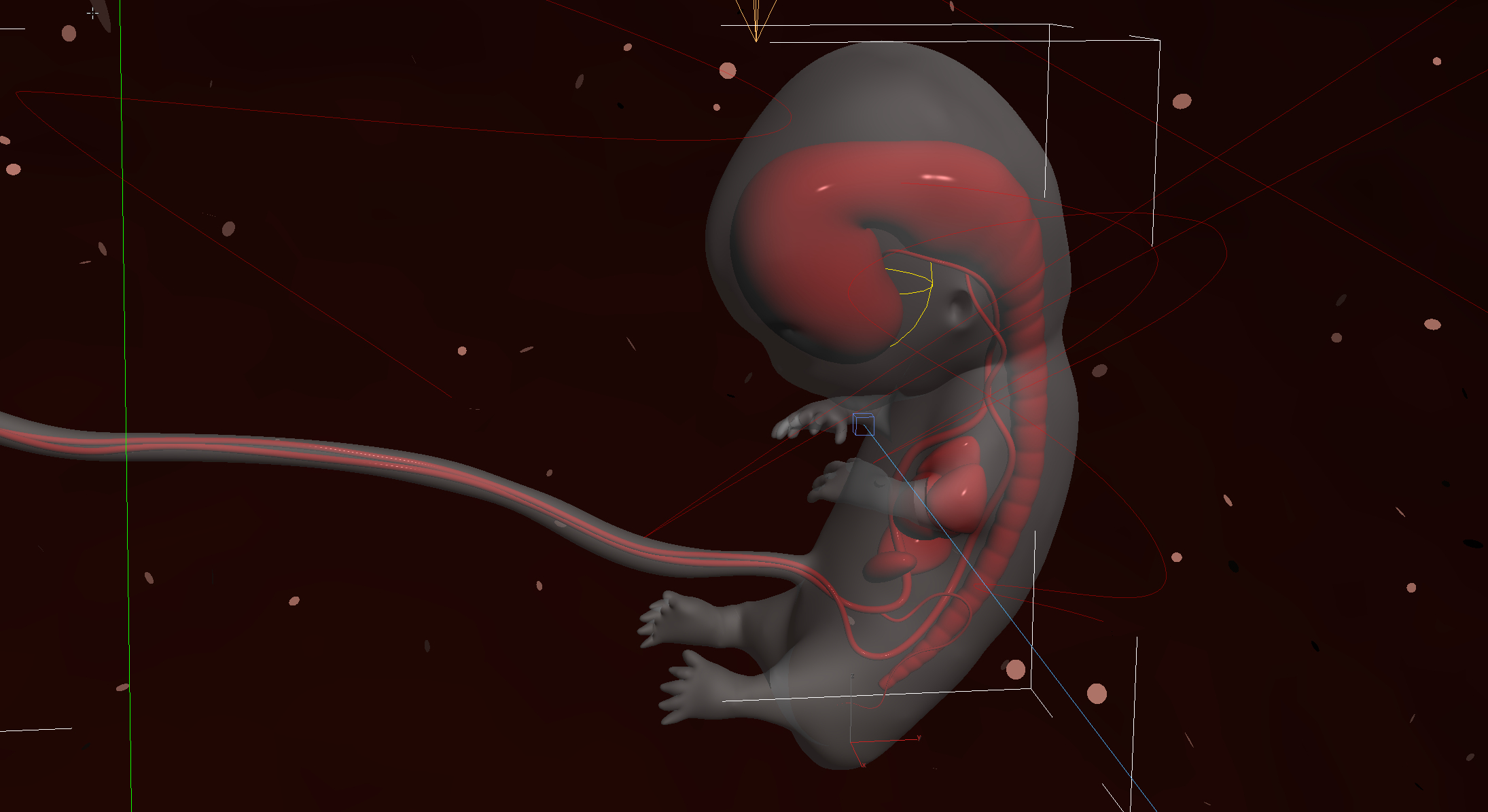 Human embryo development animation 3D model - TurboSquid 1872991