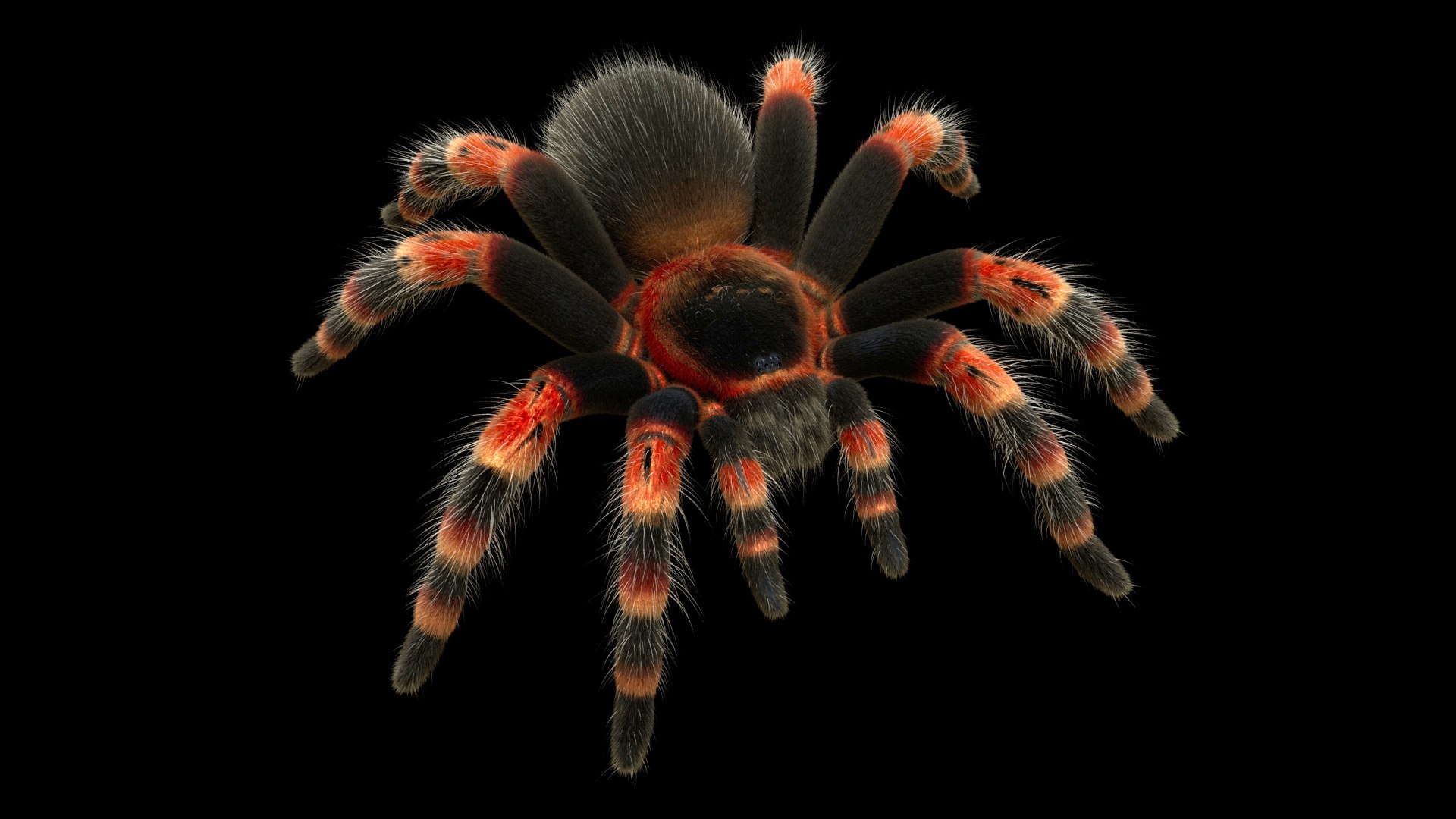 3D Tarantula model - TurboSquid 2159090