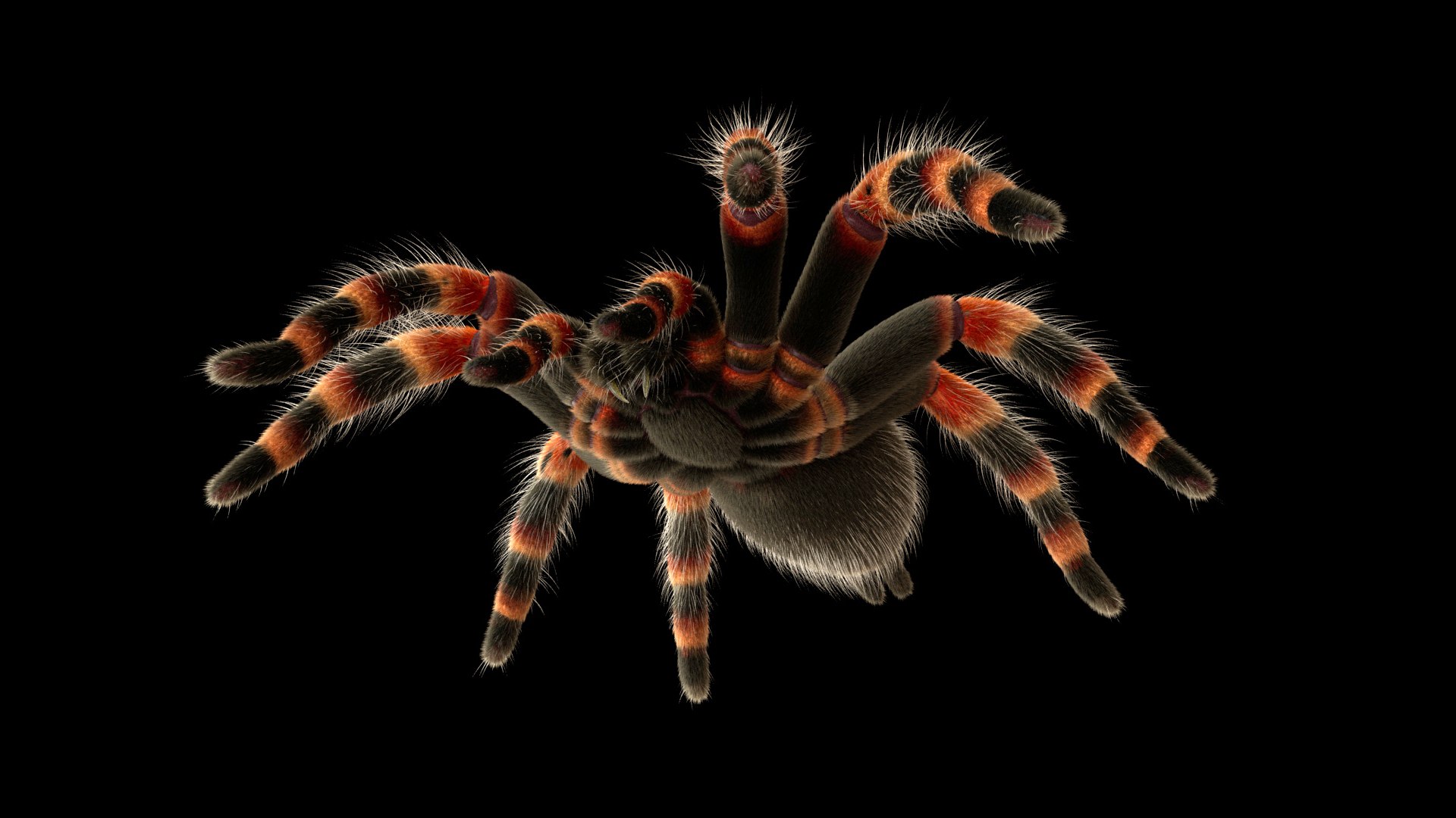 3D Tarantula model - TurboSquid 2159090