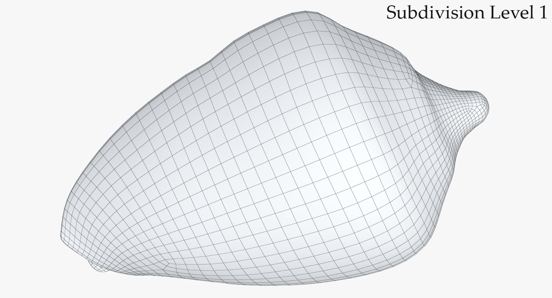 3D seashell noble volute cymbiola - TurboSquid 1170738