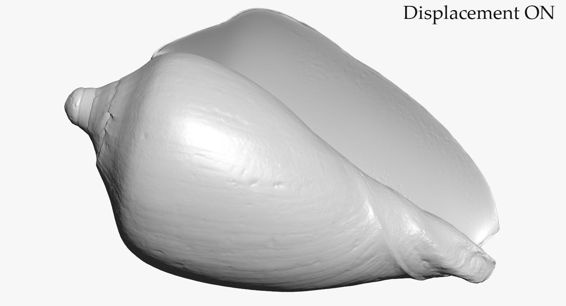 3D seashell noble volute cymbiola - TurboSquid 1170738