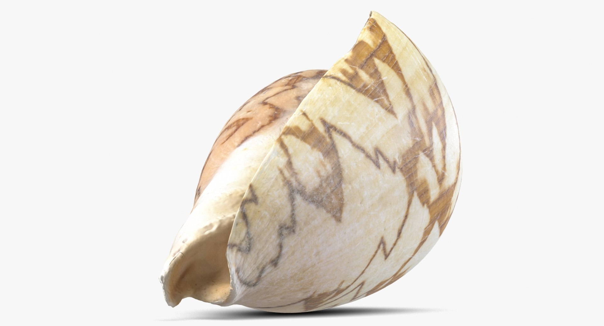 3D seashell noble volute cymbiola - TurboSquid 1170738