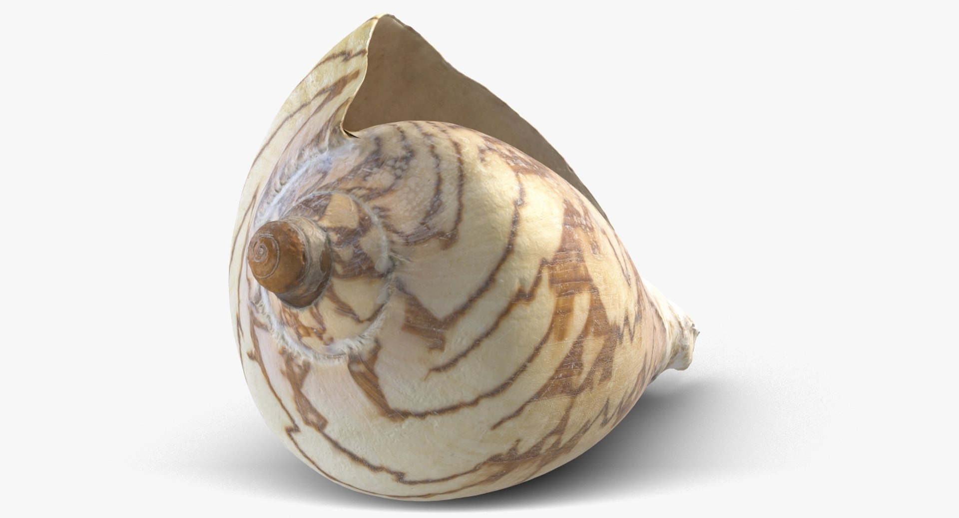 3D seashell noble volute cymbiola - TurboSquid 1170738