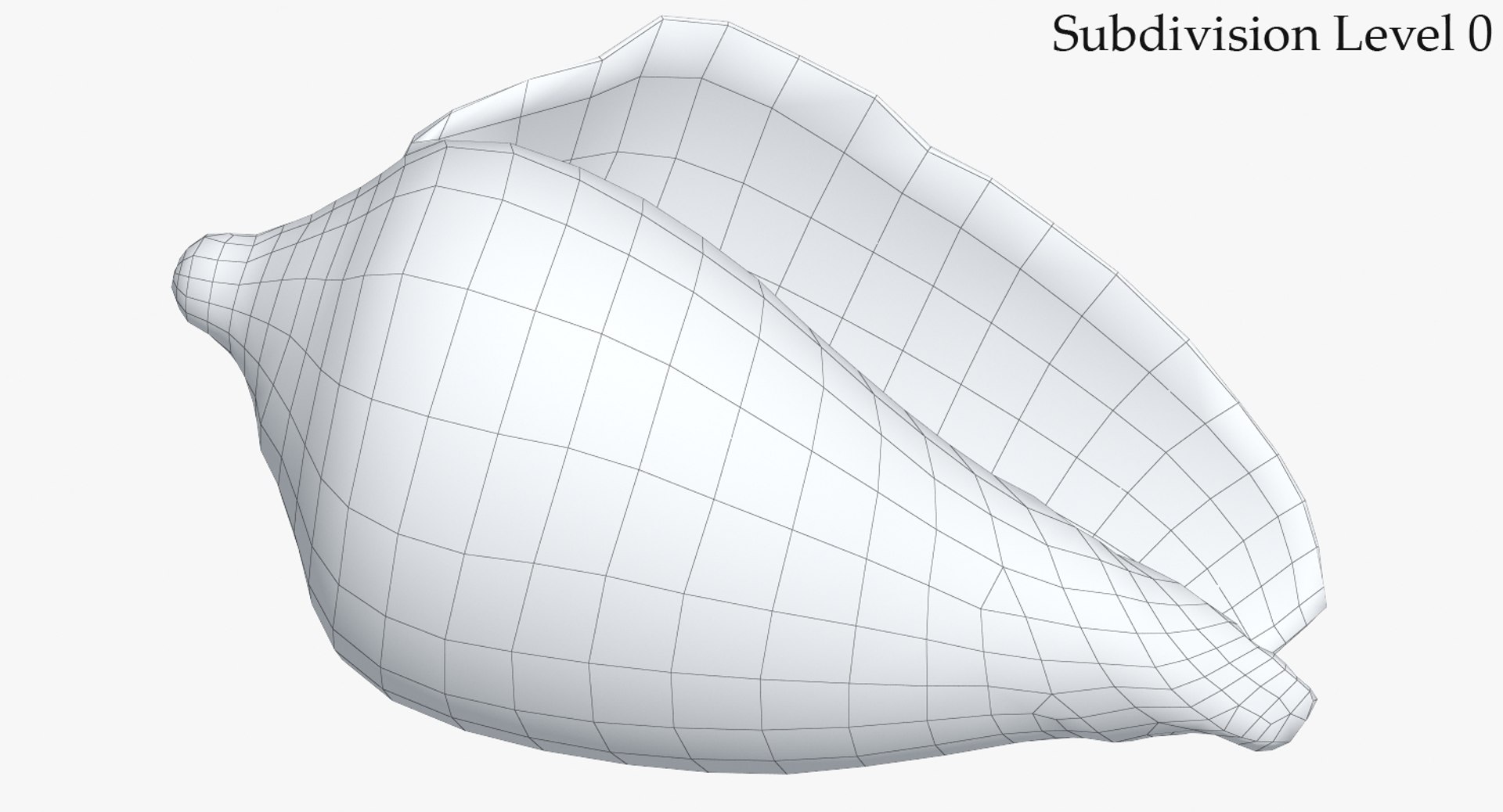 3D seashell noble volute cymbiola - TurboSquid 1170738