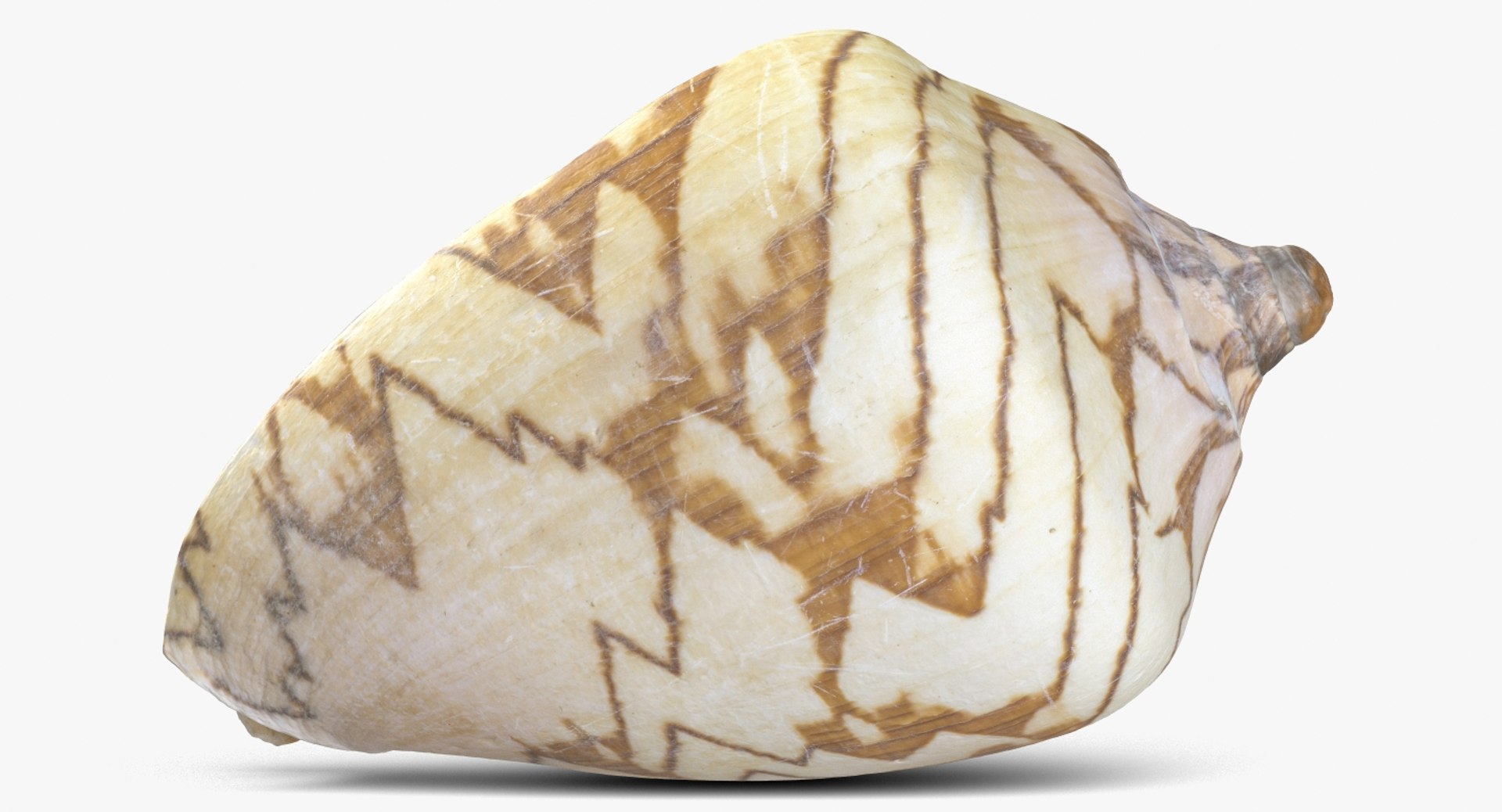 3D seashell noble volute cymbiola - TurboSquid 1170738