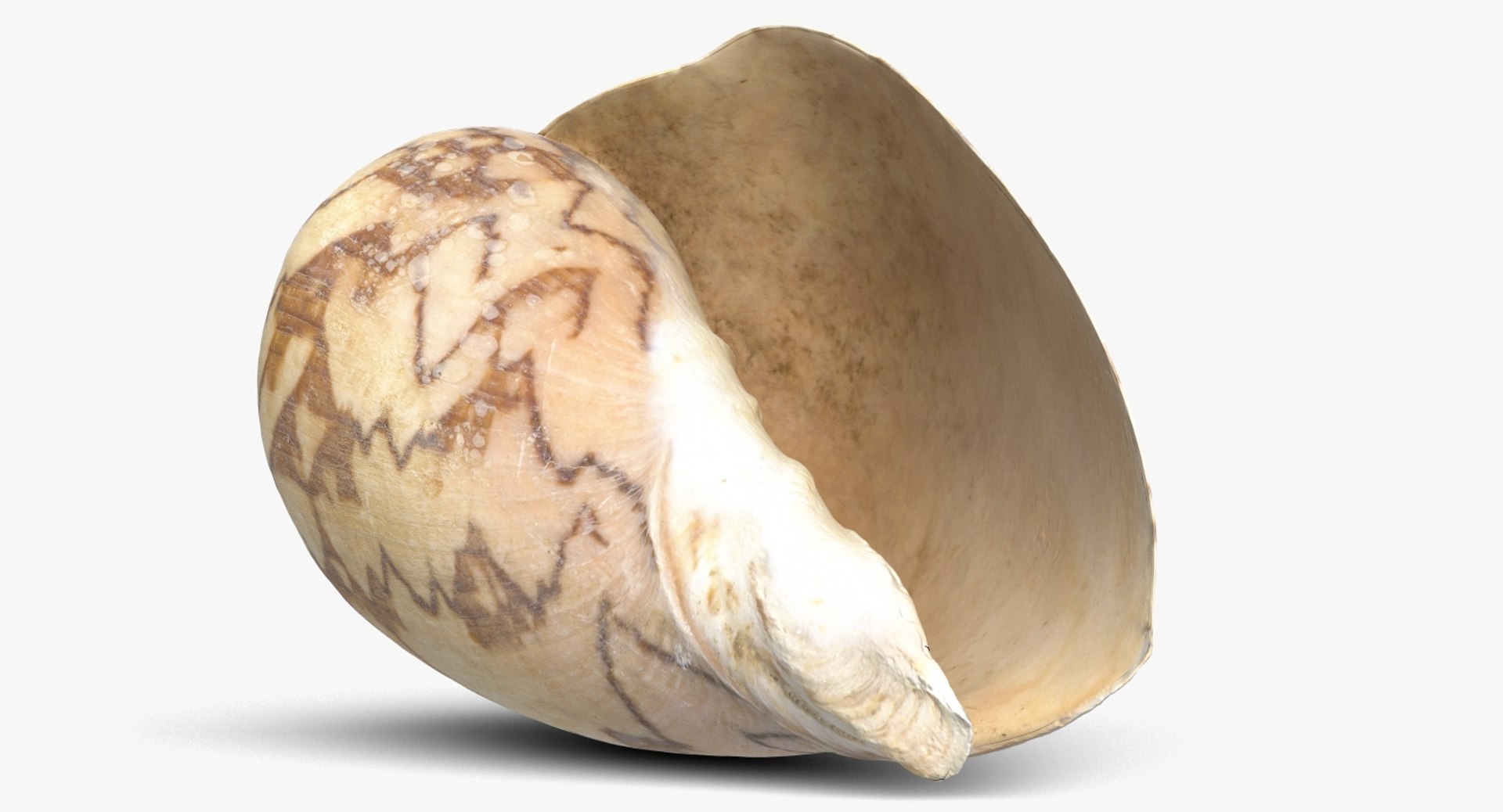 3D seashell noble volute cymbiola - TurboSquid 1170738