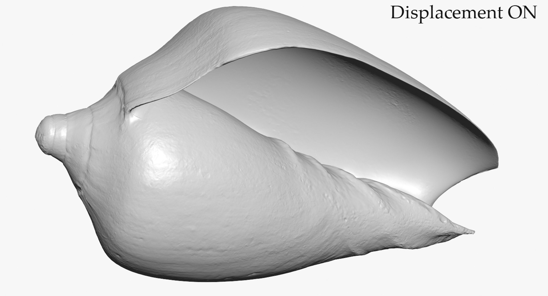 3D seashell noble volute cymbiola - TurboSquid 1170738