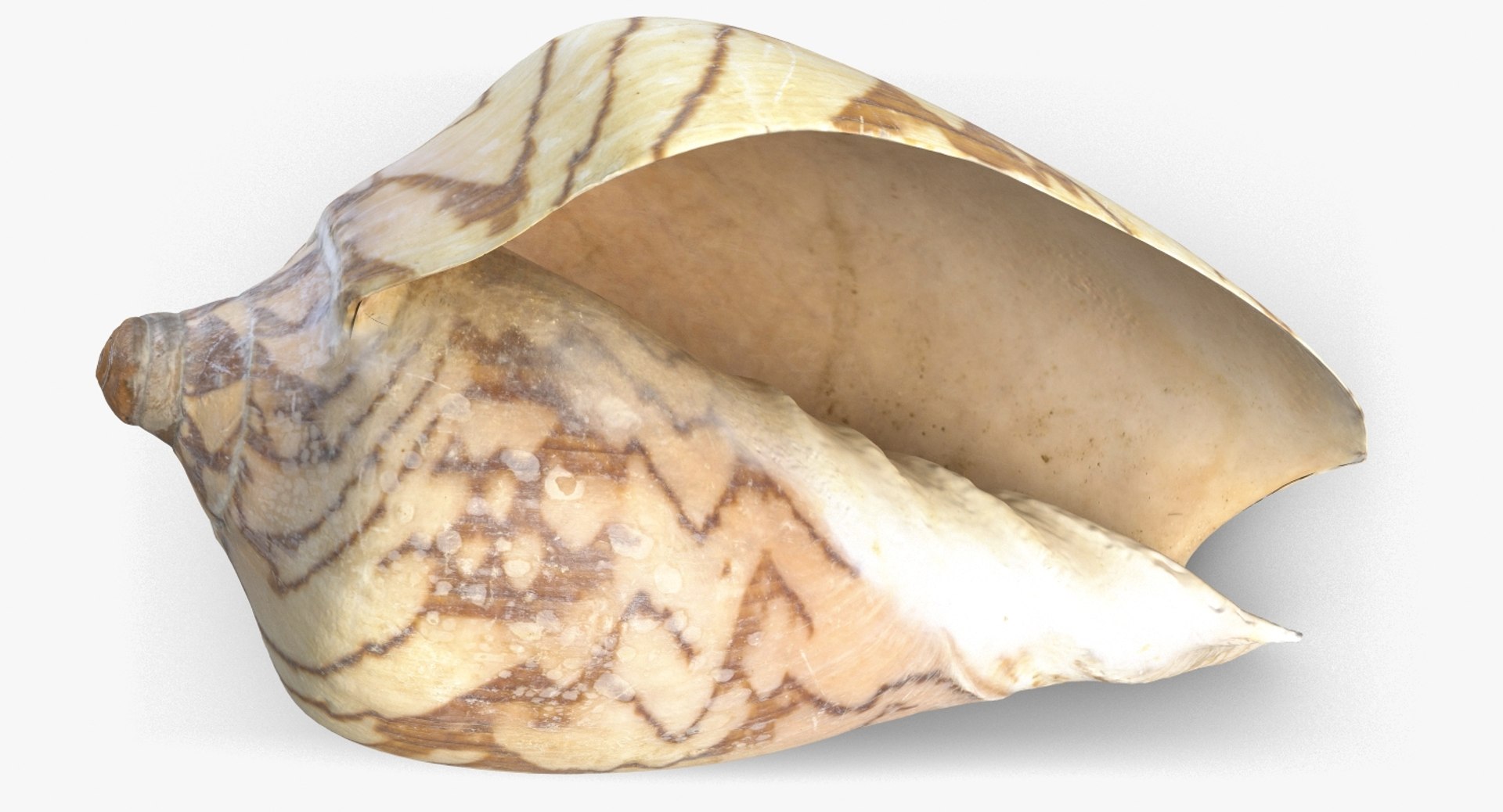 3D seashell noble volute cymbiola - TurboSquid 1170738