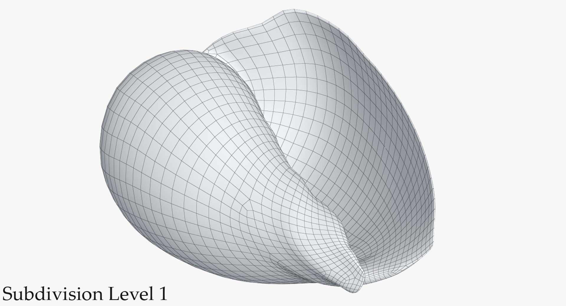 3D seashell noble volute cymbiola - TurboSquid 1170738