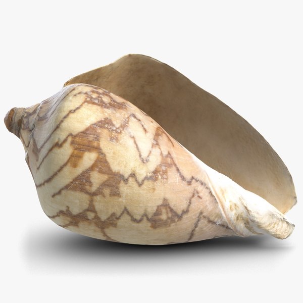modelo 3d Seashell 26 Noble Voluta Cymbiola Nobilis - TurboSquid 1170738