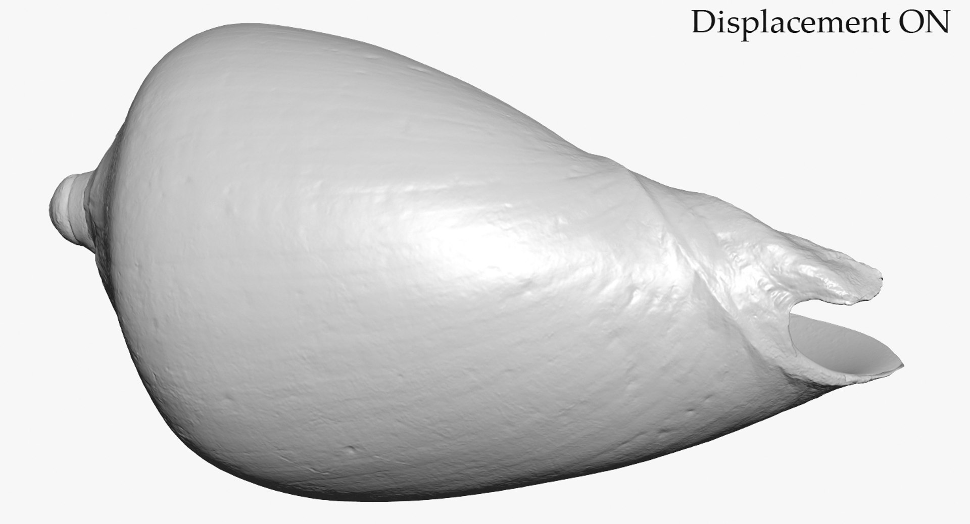 3D seashell noble volute cymbiola - TurboSquid 1170738