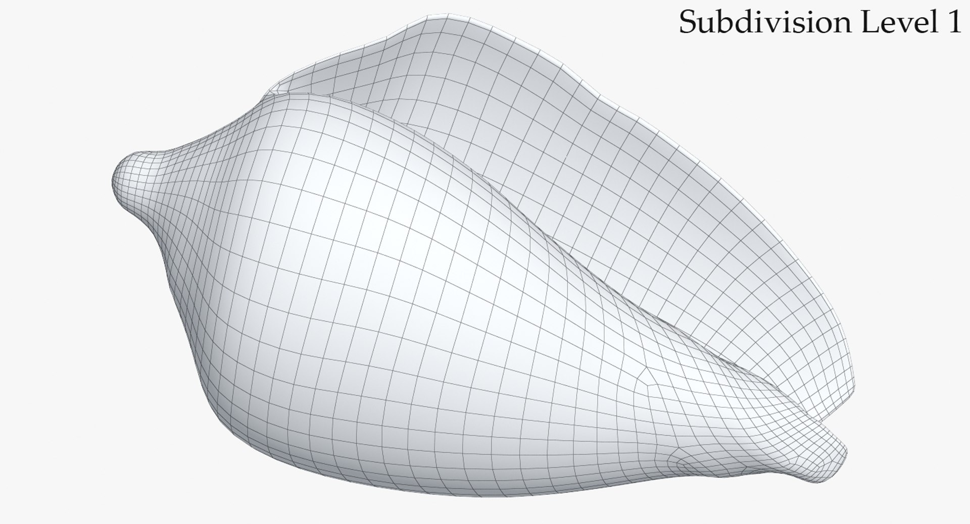3D seashell noble volute cymbiola - TurboSquid 1170738