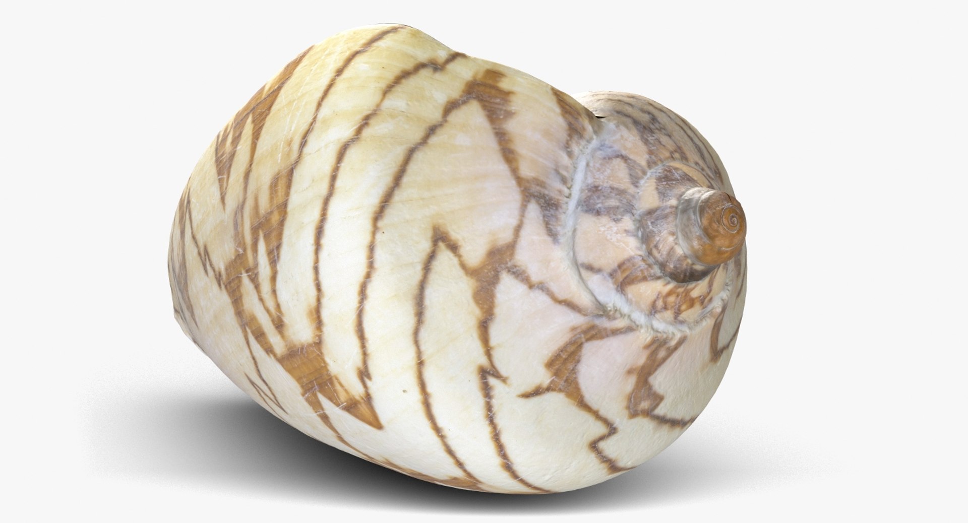3D seashell noble volute cymbiola - TurboSquid 1170738