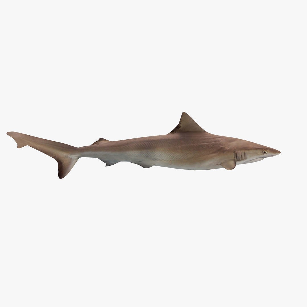 Bronze Whaler Shark