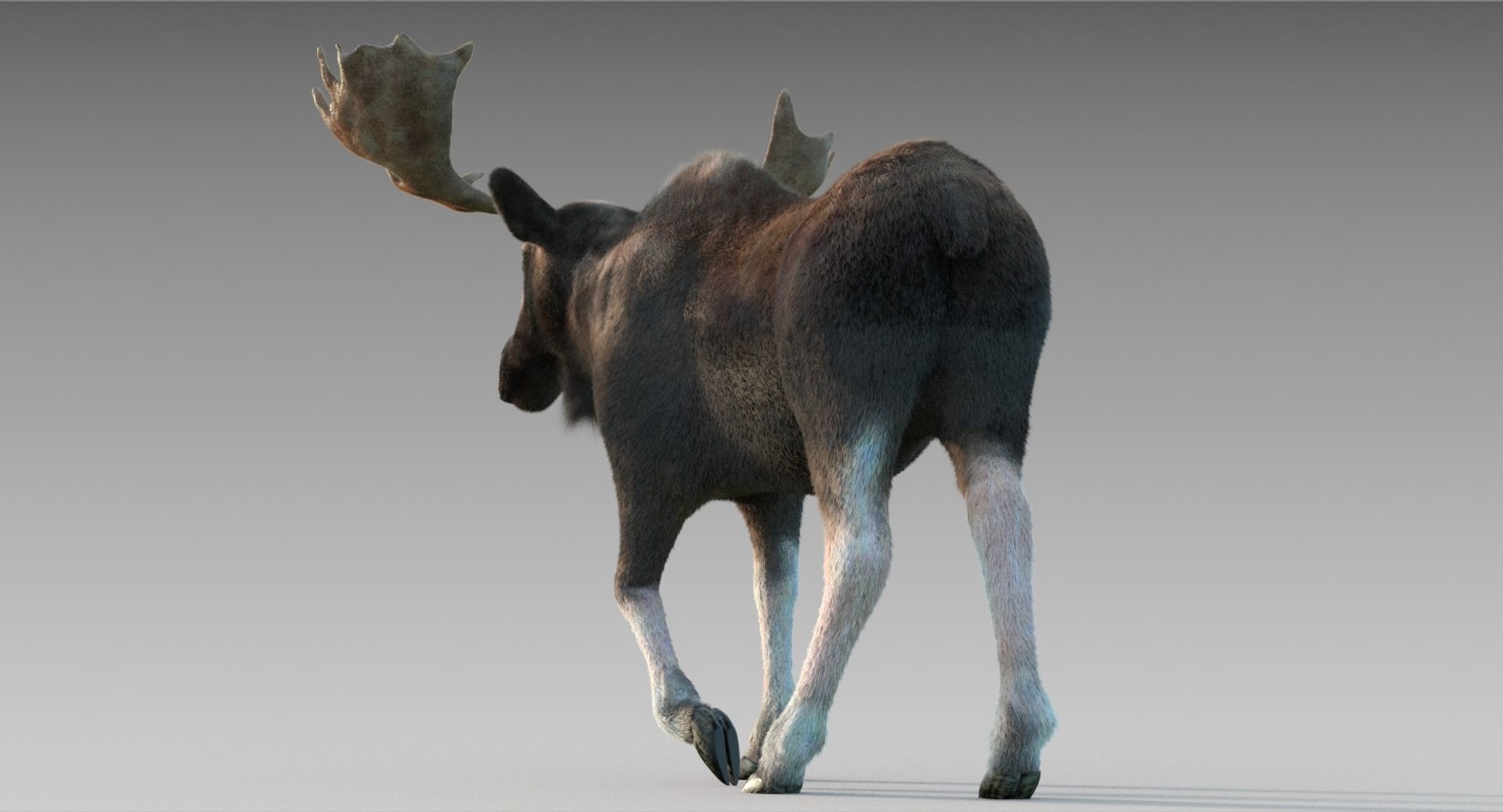 Adult Moose Fur 3D Model - TurboSquid 1294007
