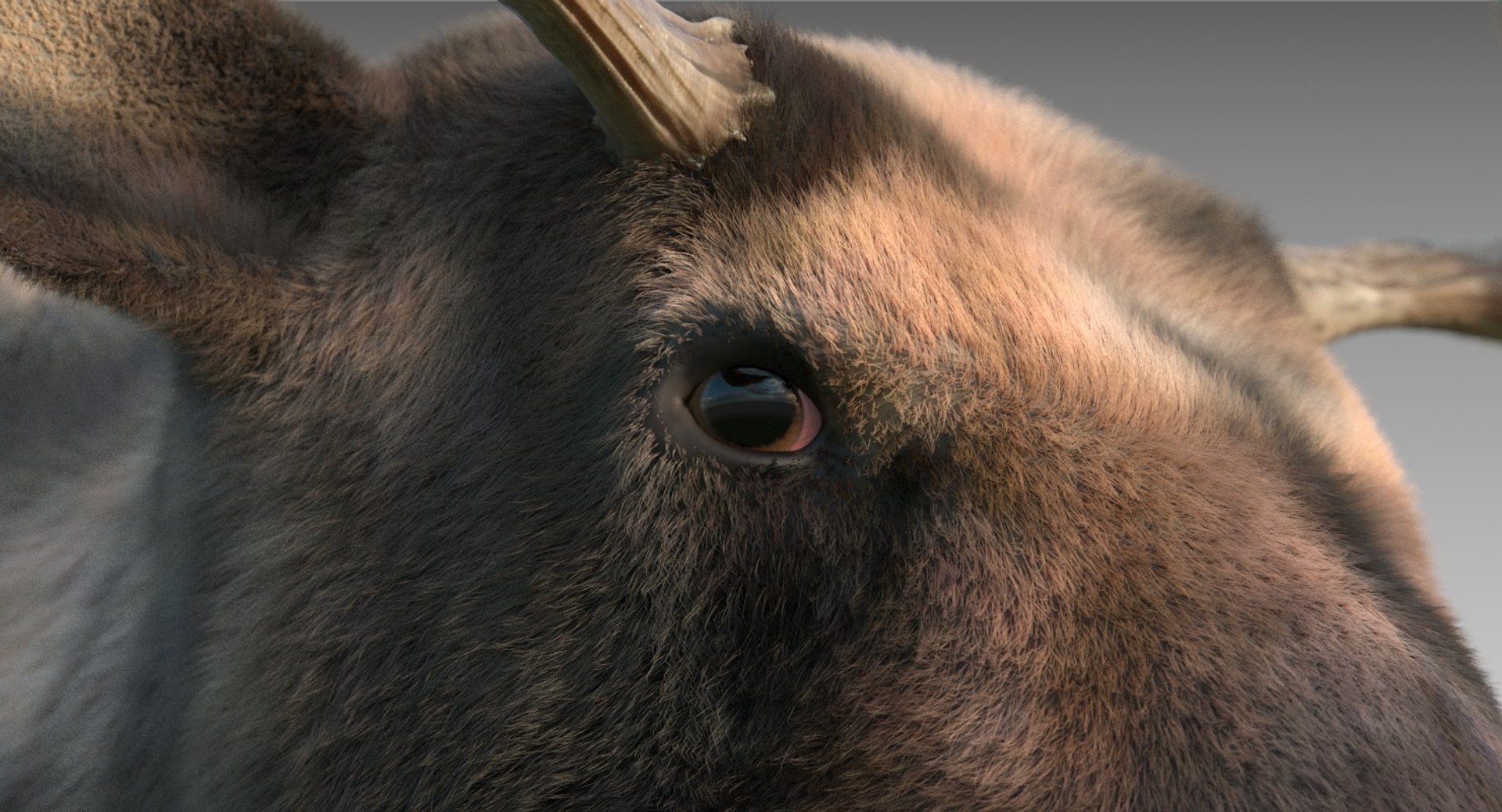 Adult Moose Fur 3D Model - TurboSquid 1294007