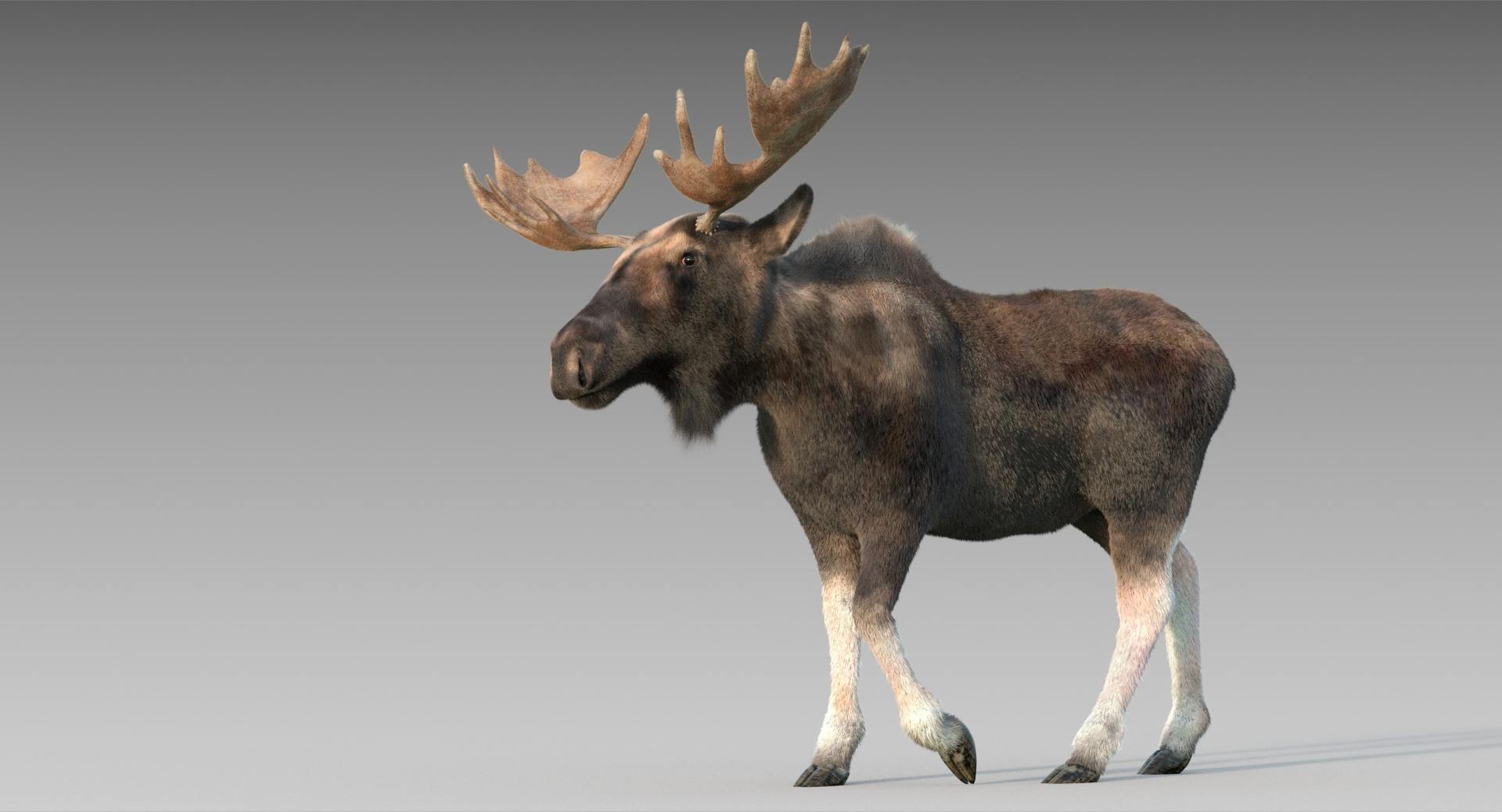 Adult moose fur 3D model - TurboSquid 1294007