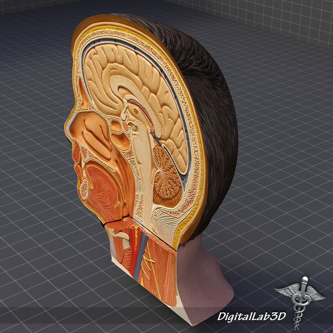Human Head Anatomy Body 3ds