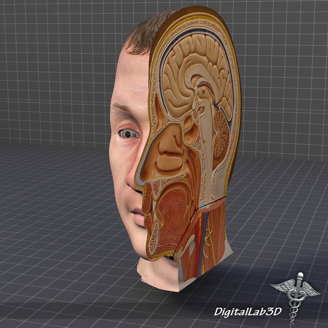 Human Head Anatomy Body 3ds