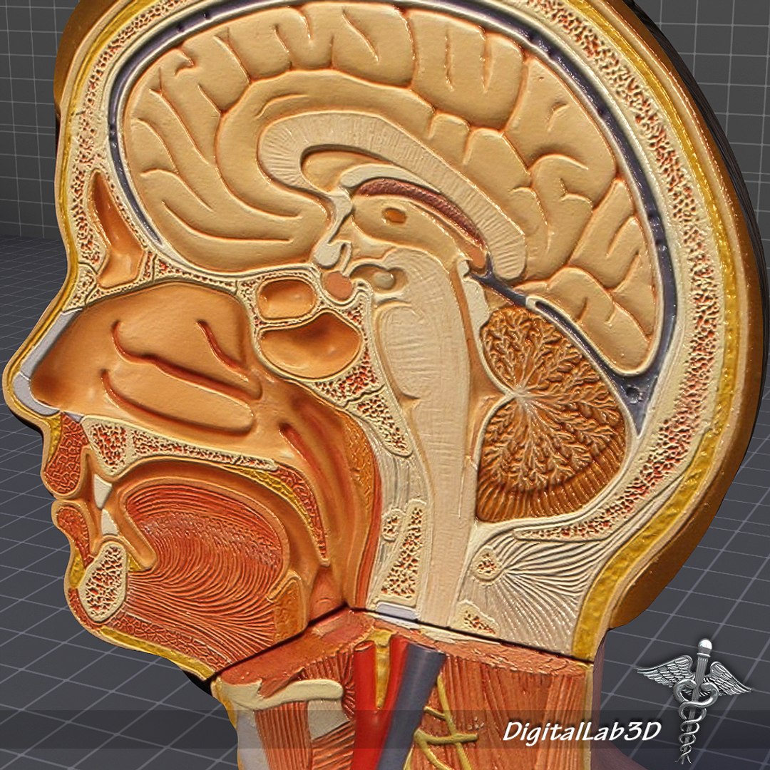 Human Head Anatomy Body 3ds