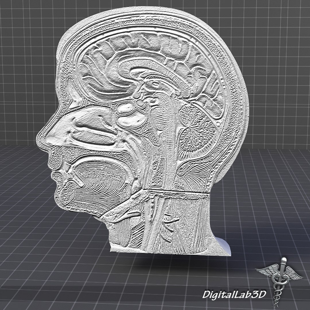 Human Head Anatomy Body 3ds