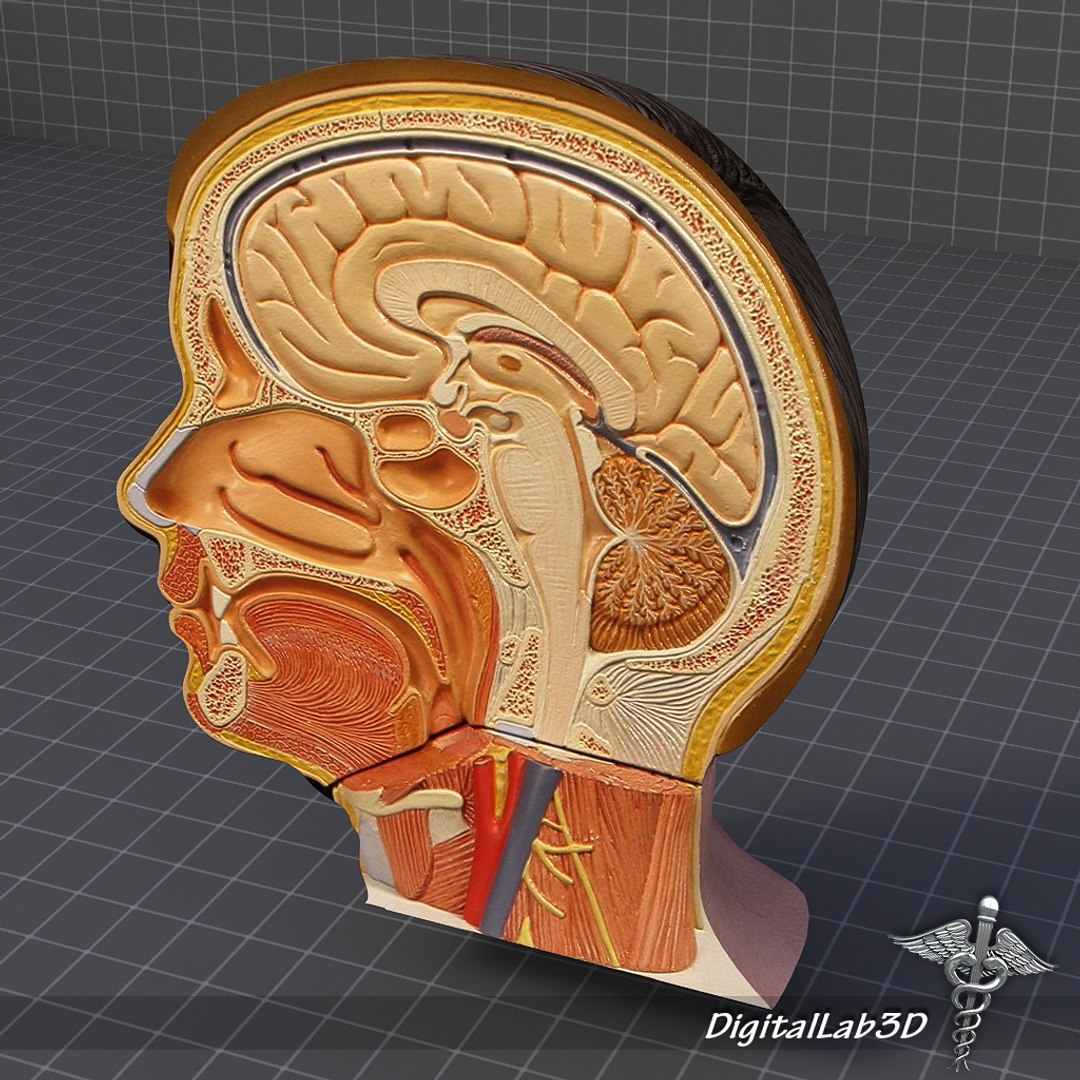 Human Head Anatomy Body 3ds