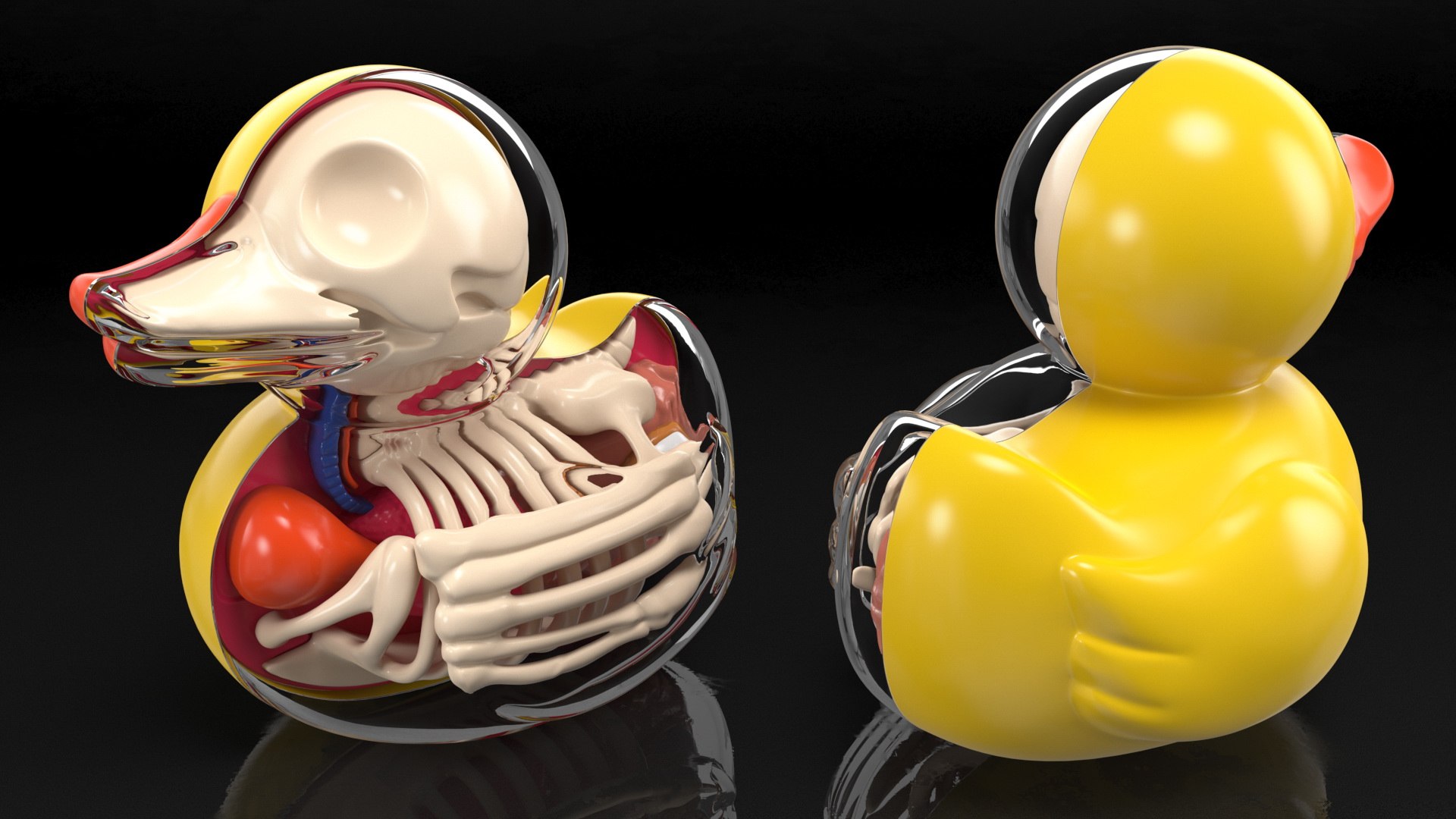 Bath Duck Anatomy Glass Half Shell 3D Model - TurboSquid 1839915