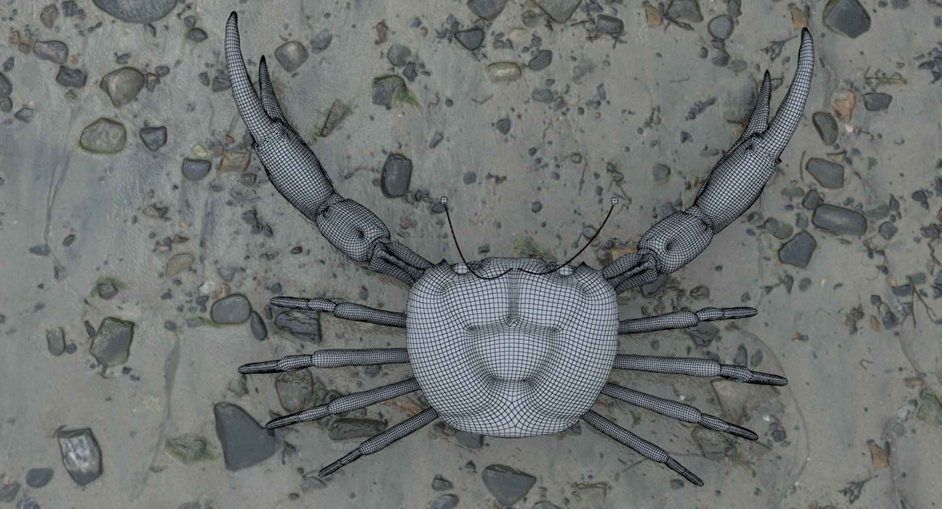 3D crab model - TurboSquid 1316330