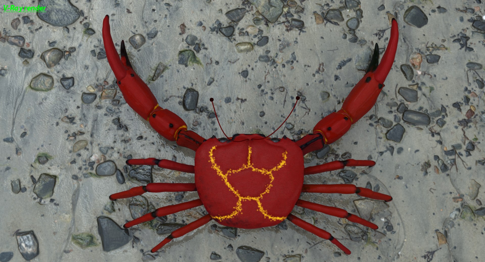 3D crab model - TurboSquid 1316330
