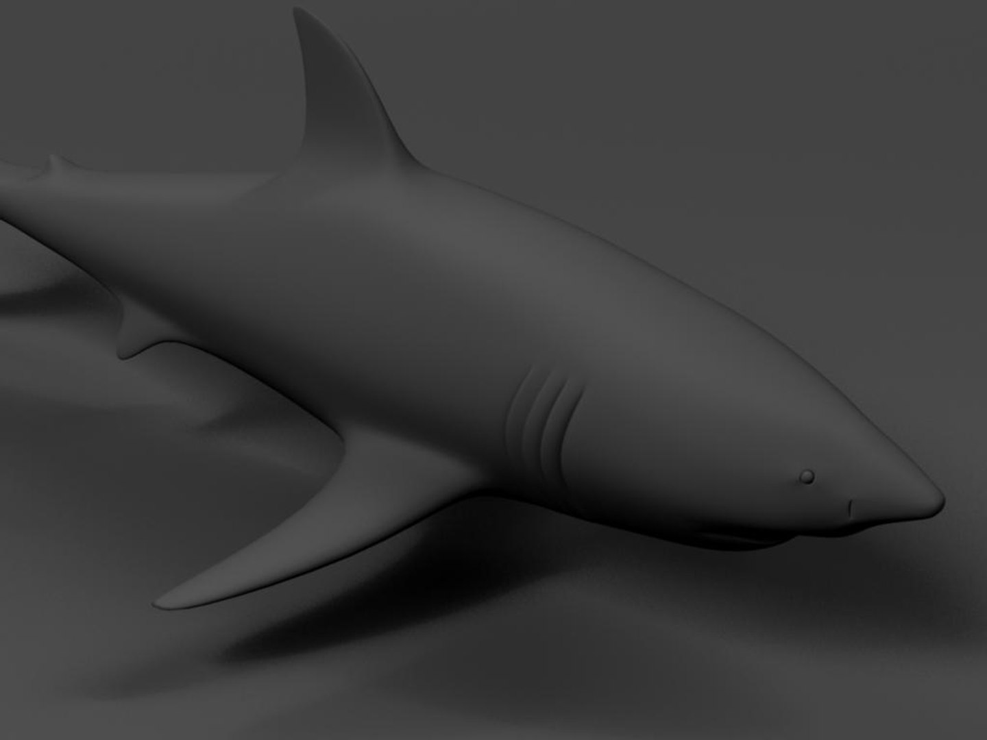 Free Shark 3d Model