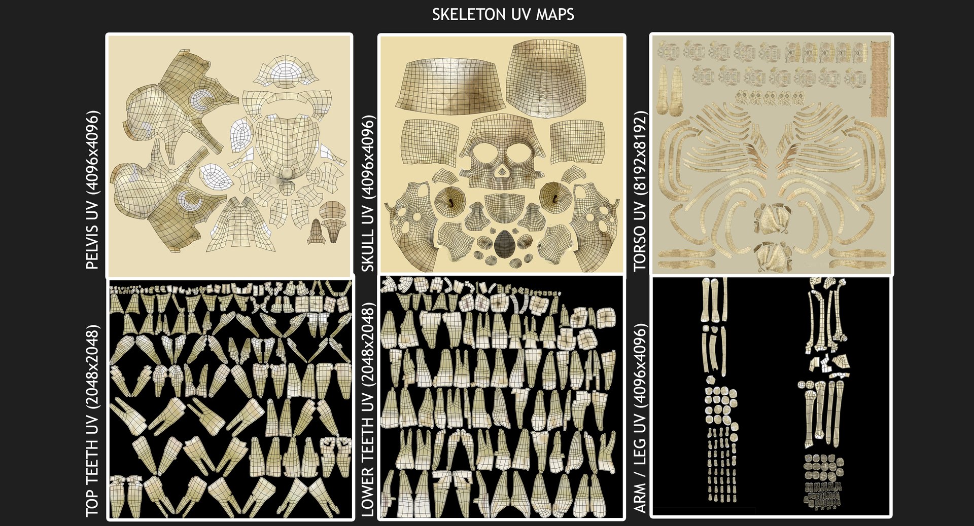 male human skeleton bone 3d max
