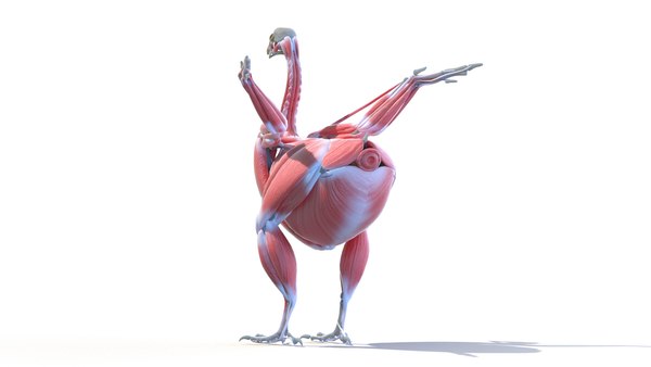 3D Chicken Body Skeleton and Muscles Static model - TurboSquid 1910599