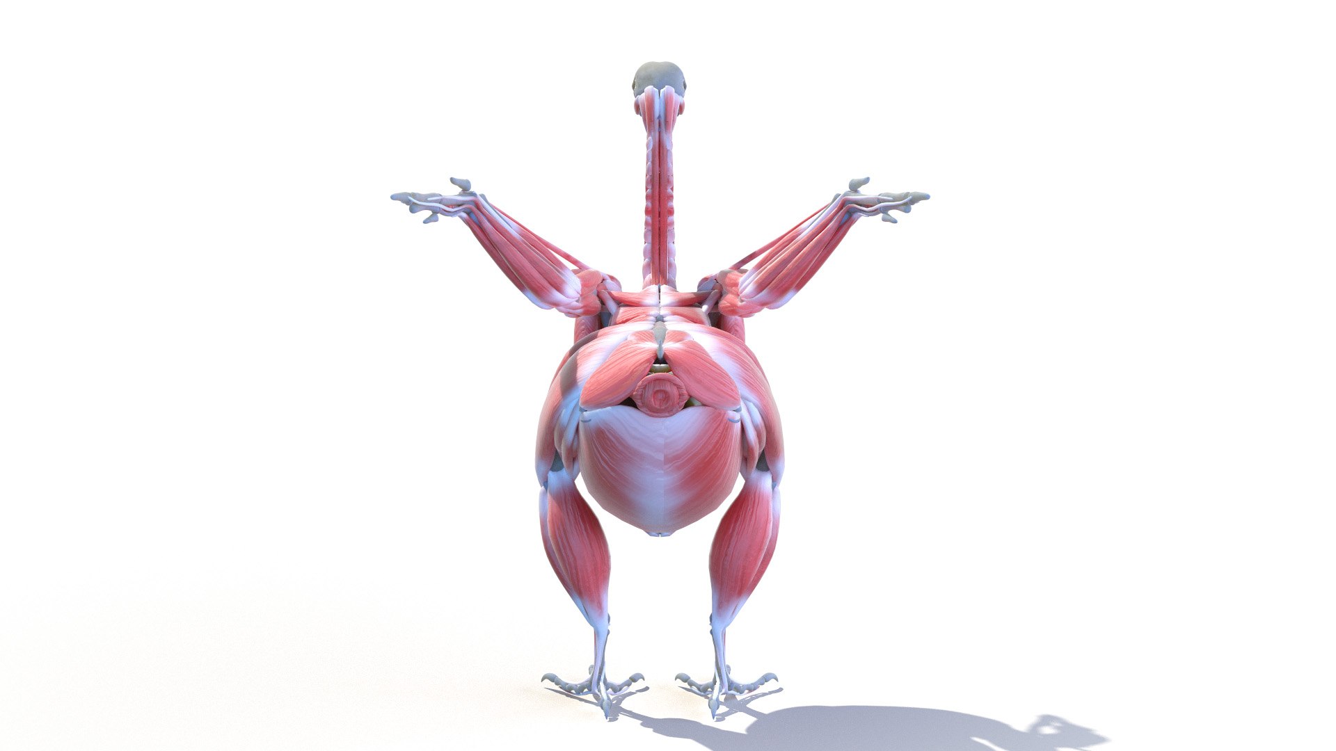 3D Chicken Body Skeleton and Muscles Static model - TurboSquid 1910599