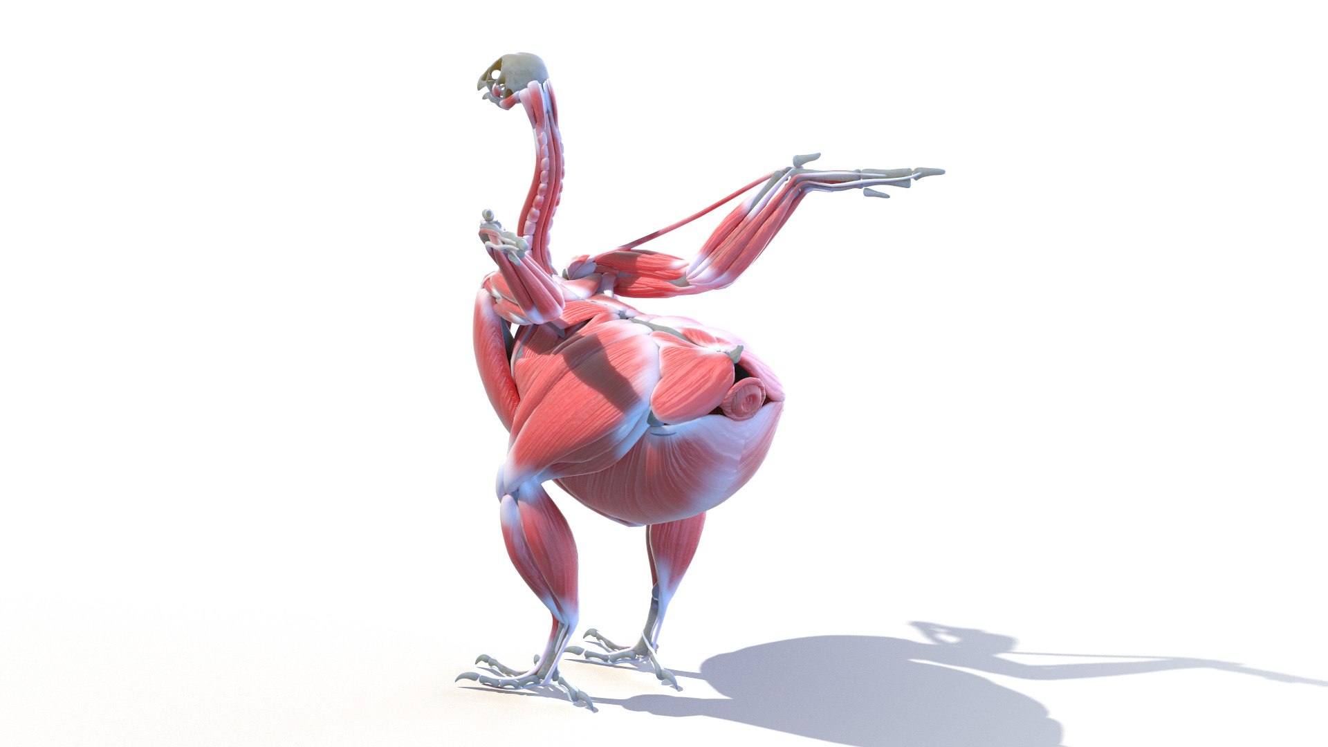 3D Chicken Body Skeleton and Muscles Static model - TurboSquid 1910599
