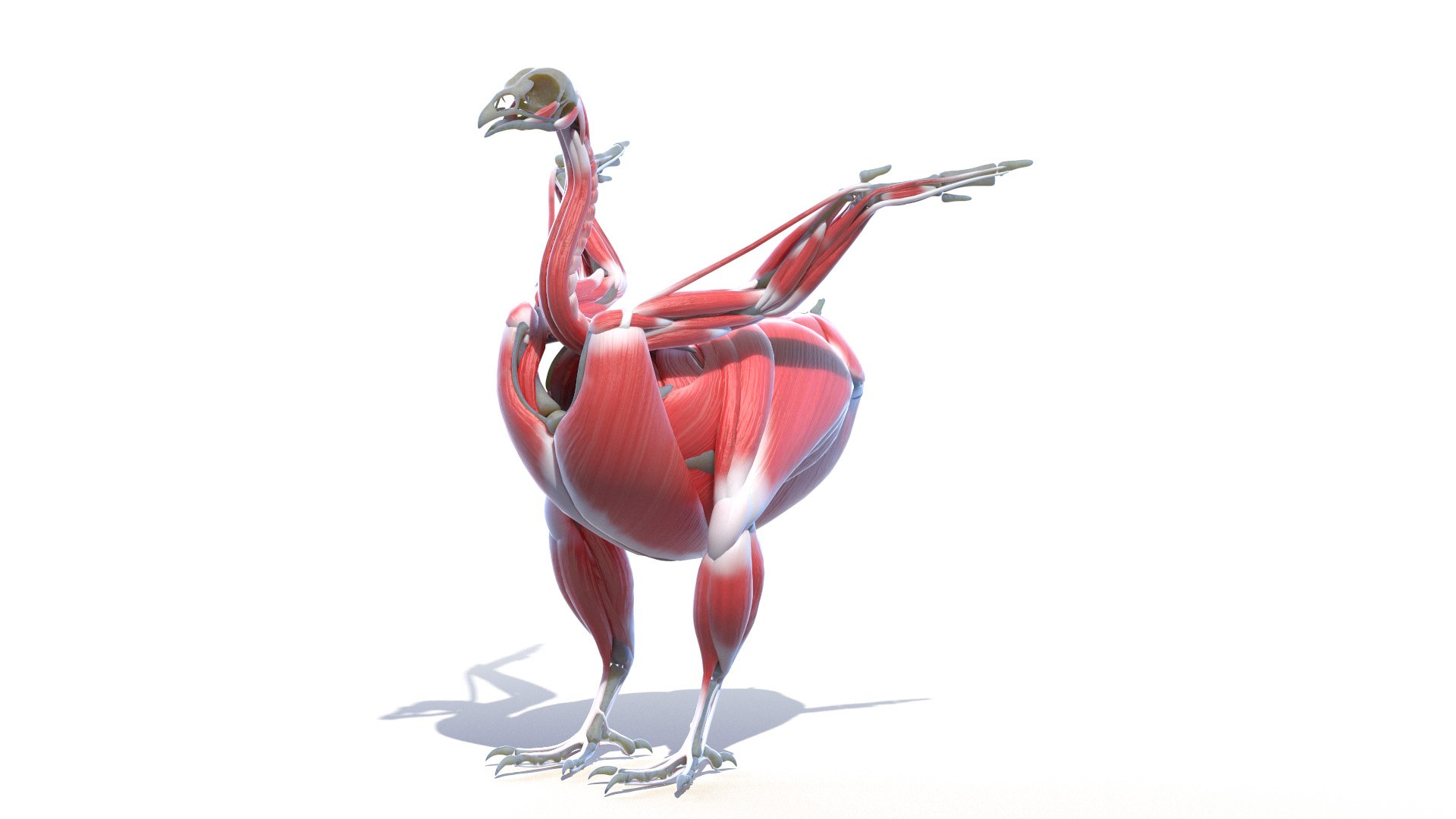 3D Chicken Body Skeleton and Muscles Static model - TurboSquid 1910599