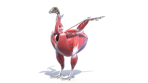 3D Chicken Body Skeleton and Muscles Static model - TurboSquid 1910599